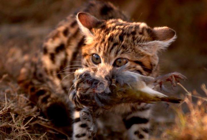 The African Black-Footed Cat: The World’s Deadliest Feline.